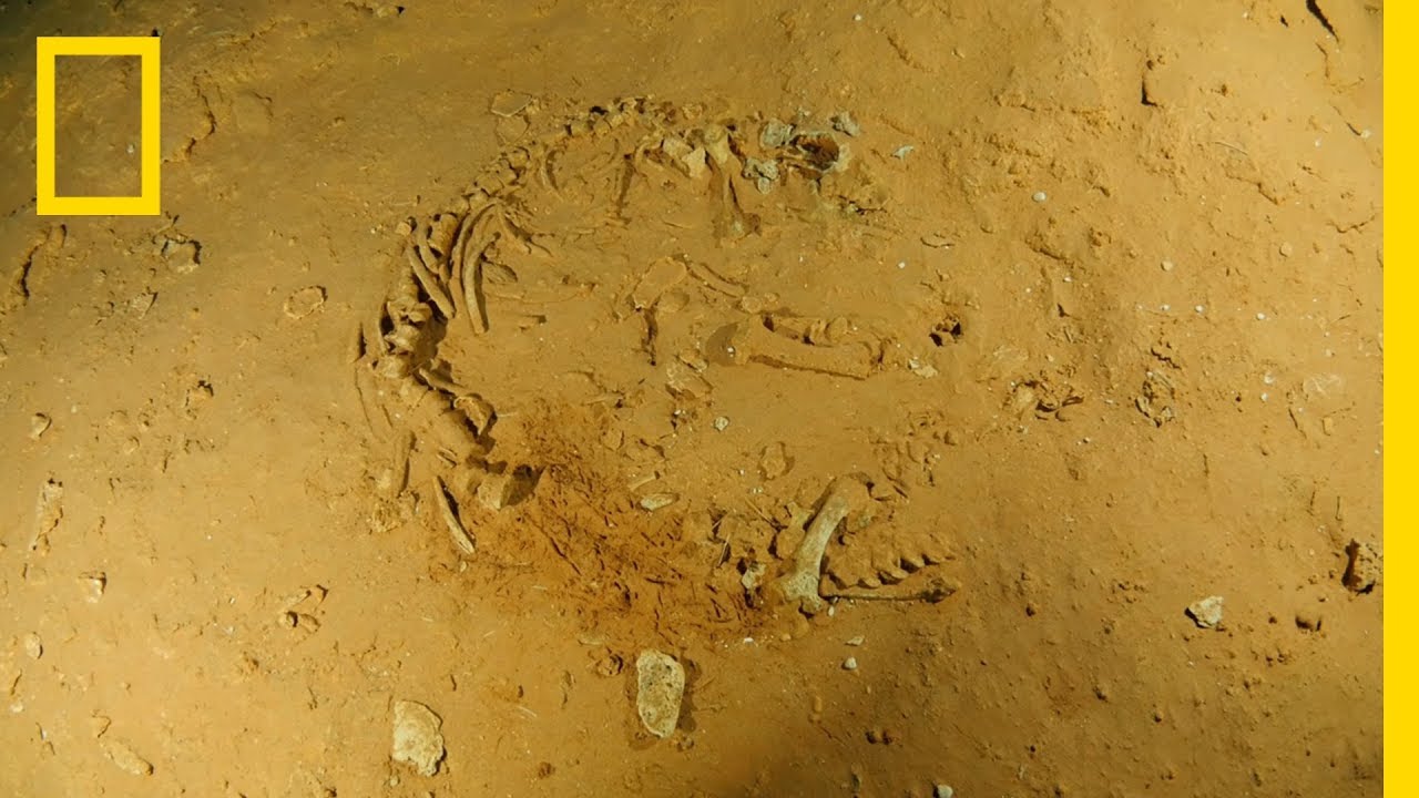 Extinct Sloth Fossils Discovered In Underwater Cave | National ...