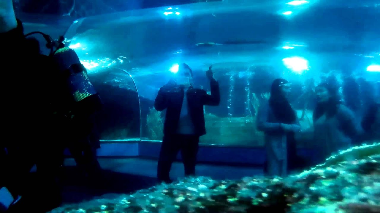 Погружение к акулам в пусанском аквариуме Busan Shark Dive Sea Life ...