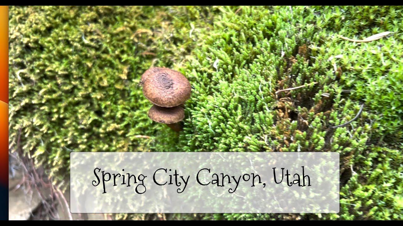 Spring City Utah Canyon: Wild Food Forest Exploration - YouTube