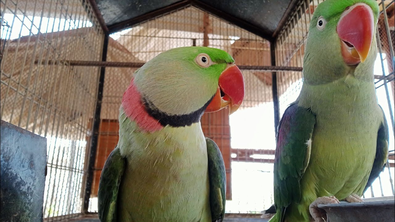 Raw Parakeet's Power Watch How He Broke His Trap cage - YouTube