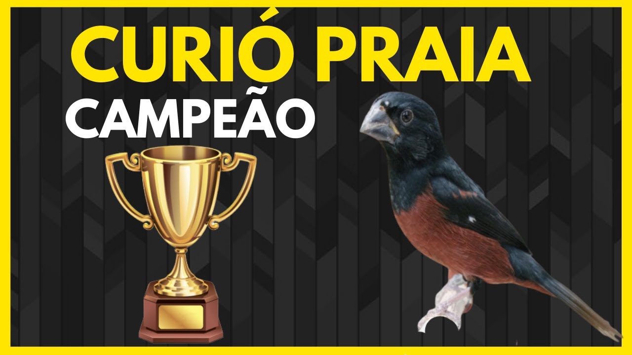 O MELHOR CANTO DO MUNDO - CANTO CURIÓ PRAIA CAMPEÃO - YouTube