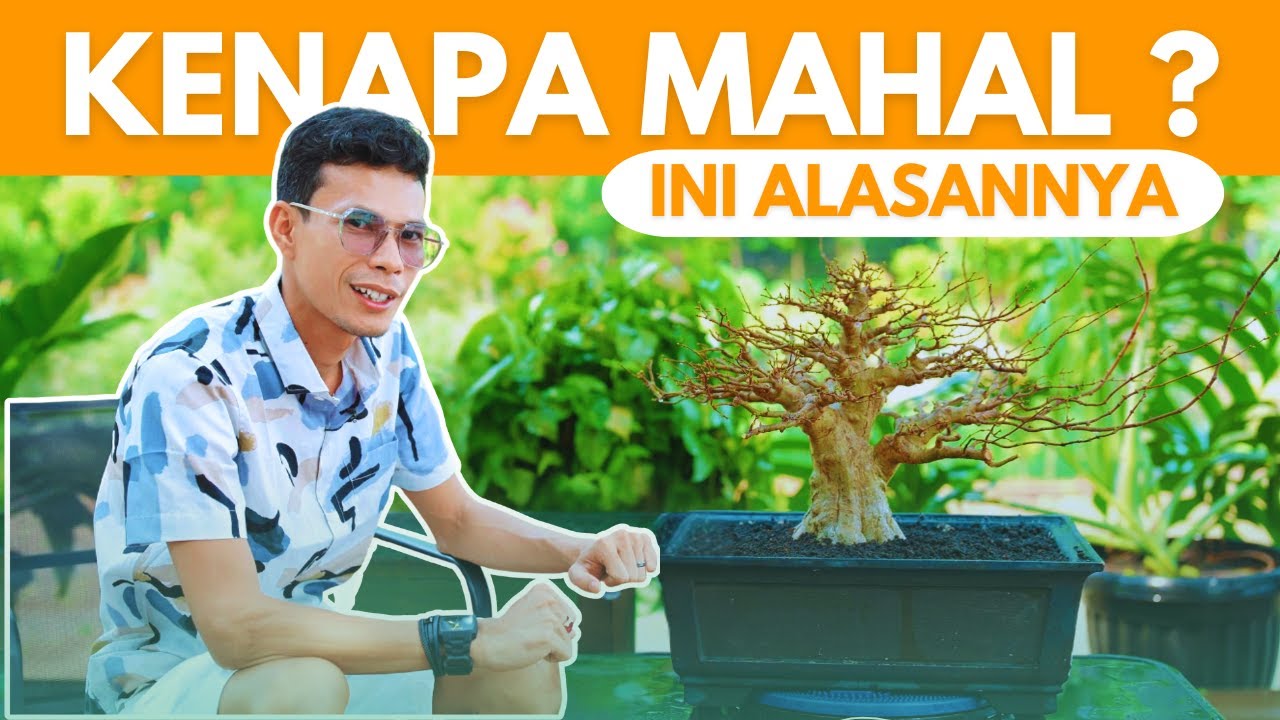 Rahasia Bonsai Mahal | Apa yang Membuatnya Jadi Koleksi Berharga - YouTube