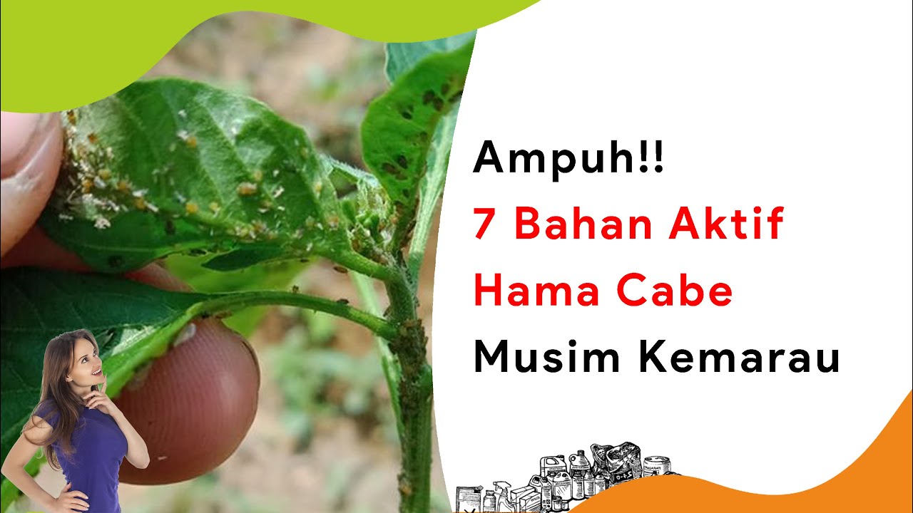 Hama Cabe Musim Kemarau , 7 Bahan Aktif Pilihan Mengatasinya dan ...