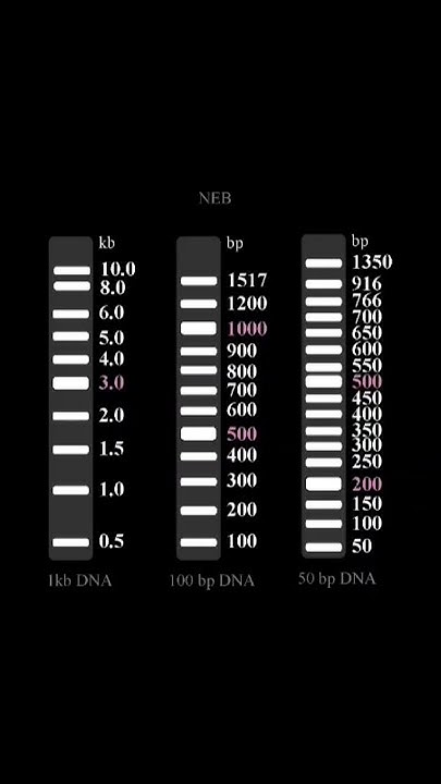 1kb DNA ladder | NEB | Lab.hacks - YouTube