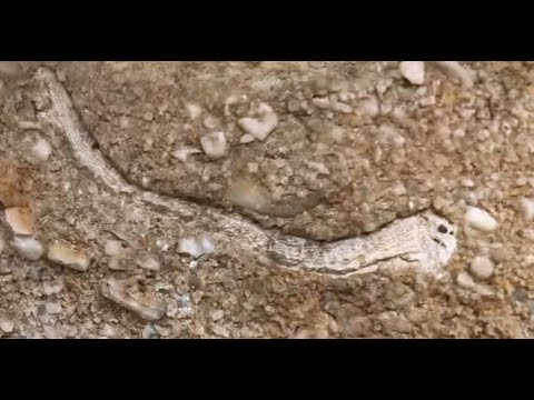 CRAZY fossil ROCKS IN THE YARD - YouTube