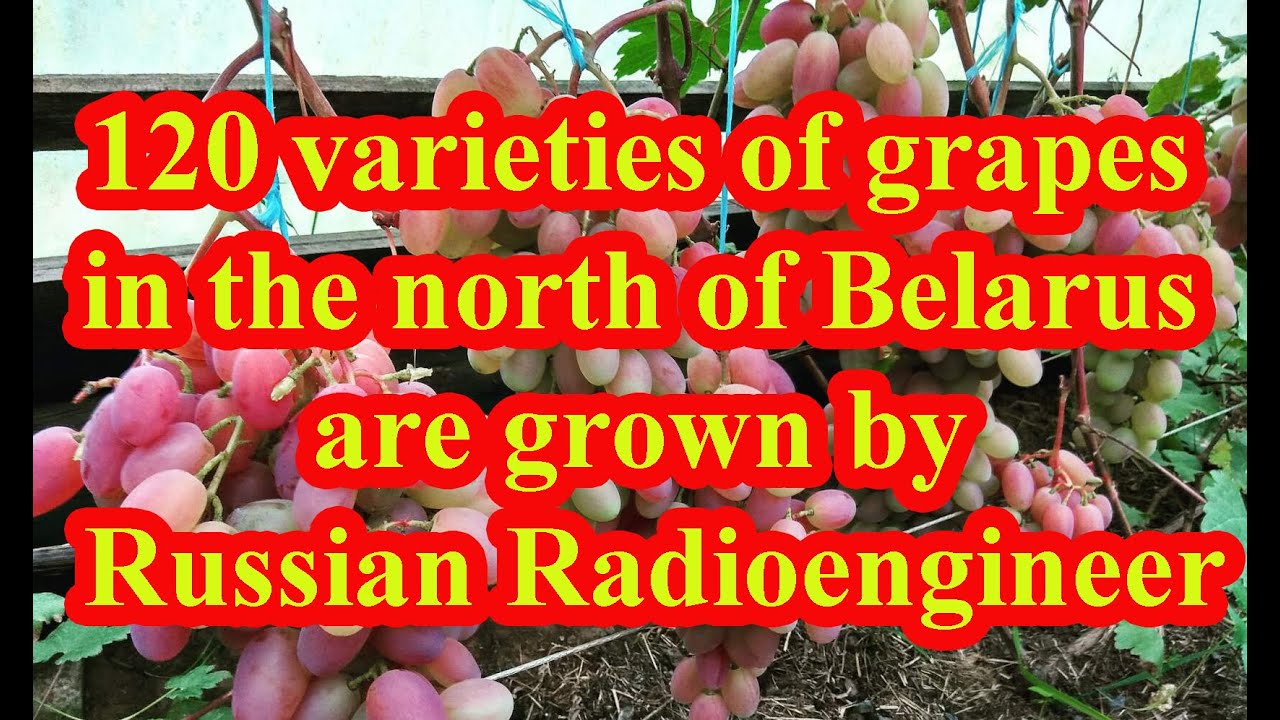 120 varieties of Grapes in the North of BelaRUS are grown by RUSSIAN ...