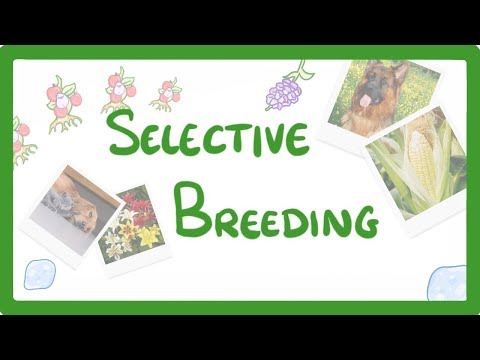 When Did We First Start Selecitive Breeding In Plants