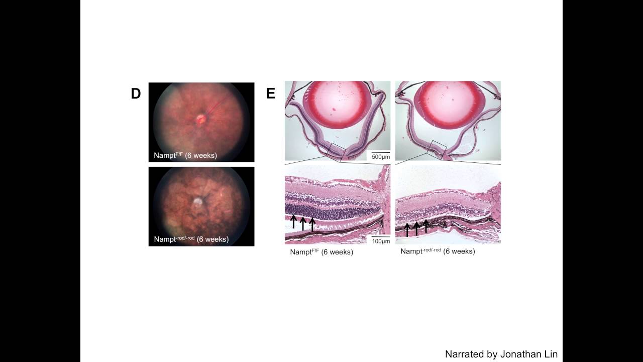 Figure360: Cell Reports, Lin et al., Figure 1 - YouTube