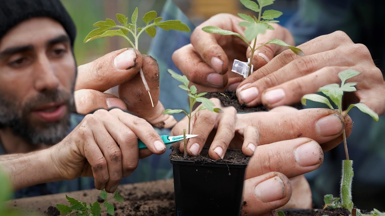 5 TECHNIQUES DE GREFFE (tomate, aubergine et physalis) - YouTube