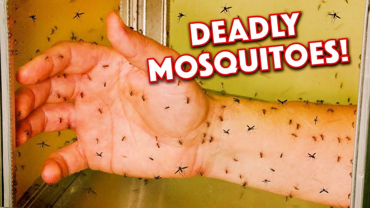 EATEN ALIVE by MOSQUITOES! - YouTube