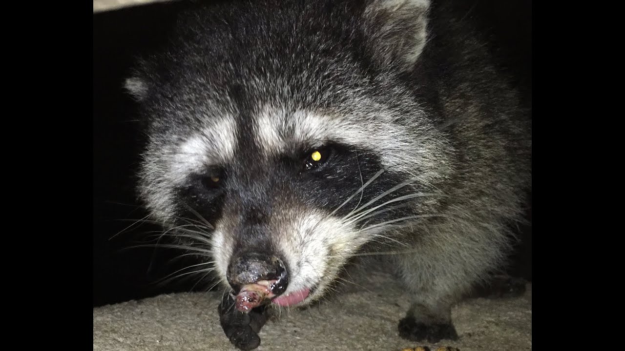 Injured Raccoon Peanut - Part 1 - YouTube