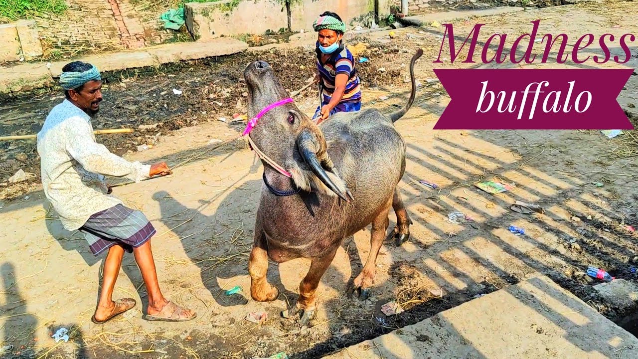 Angry buffalo । Gabtoli best pagla mohish video । angry buffalo video ...
