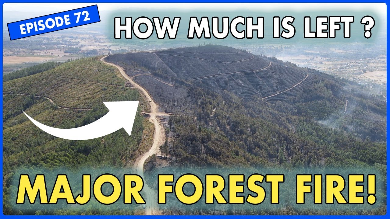 The Untold Story: Arson and Forest Fires in Portugal #72 - YouTube