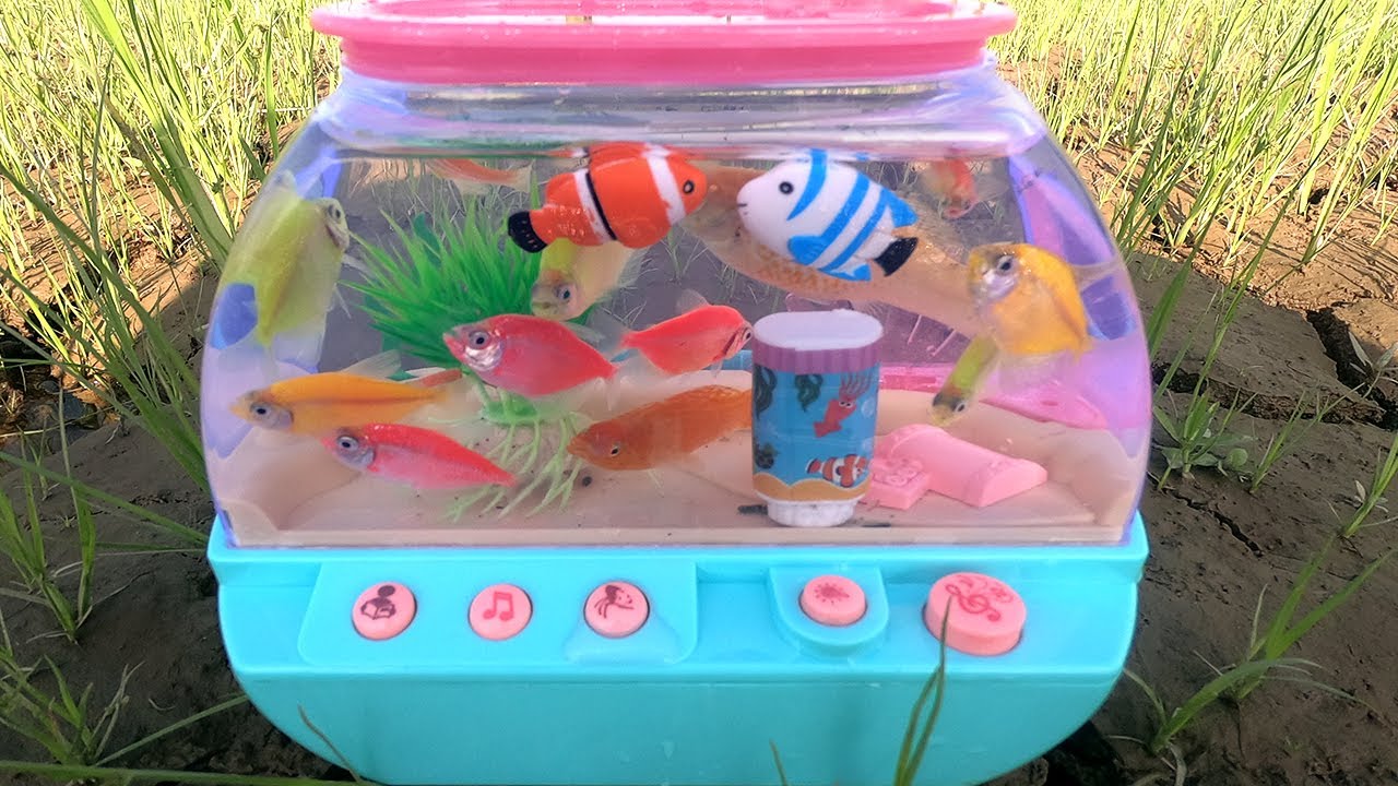 Catching Zebra Fish, Colorful Robo Fish in The Fields For My New ...