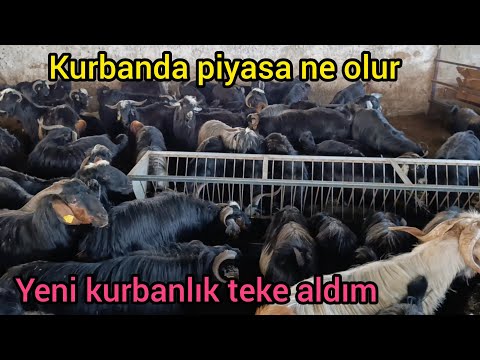 Kurbanda piyasa ne olur? Kurbanlık teke aldım 