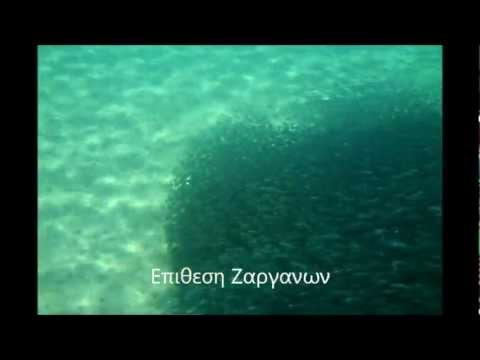 ΣΑΡΔΕΛΕΣ χυμα στο κυμα - YouTube
