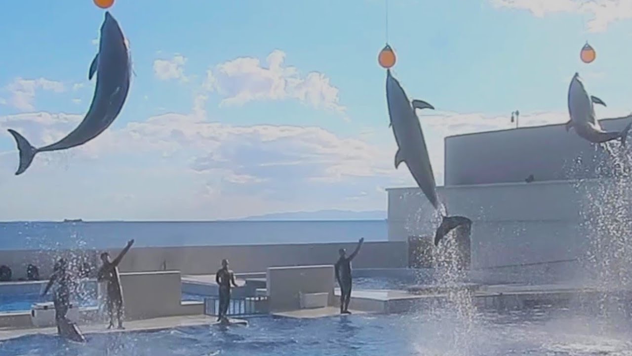 イルカのショー🐬KOBE SUMA SEA WORLD 🐬「ドルフィンスタディアム」(DOLPHIN STADIUM) こども大喜び・大歓声 ...