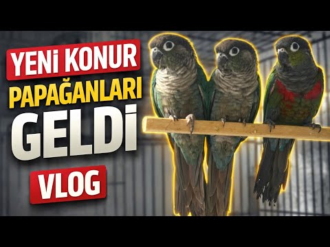 MAŞALLAH YENİ ON NUMARA TAKIM KONUR PAPAĞANLARI GELDİ LORİ PEŞİMİ BIRAKMIYOR 