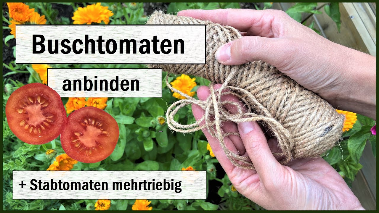 Buschtomaten & mehrtriebige Stabtomaten anbinden I Tipps & Ideen + was ...