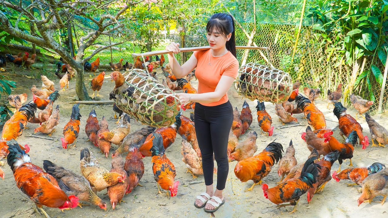 Selling Many Chicken After 6 Month of Raising - Go To Countryside ...