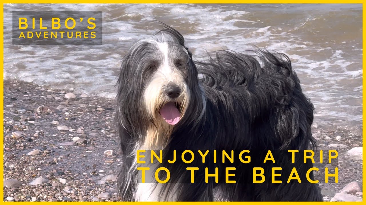 I do like to be by the seaside … | Beach Dog - YouTube