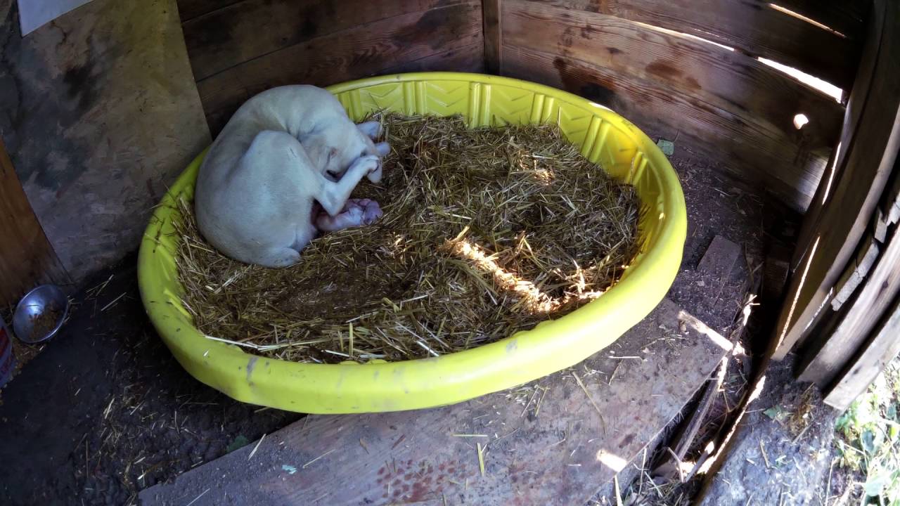 Puppies being born! - YouTube