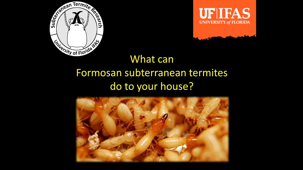 Formosan subterranean termites damage to a house - YouTube