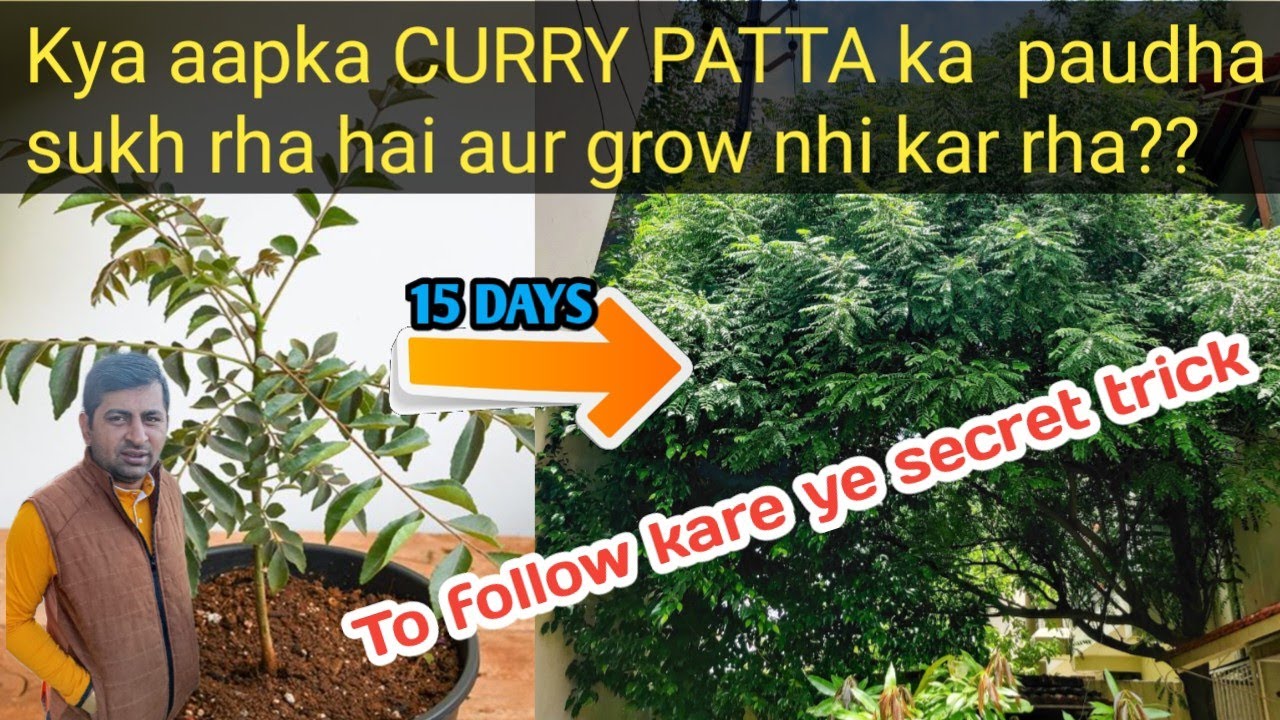 curry patta care। how to grow mitha neem । curry leaf ki dekhbhal # ...