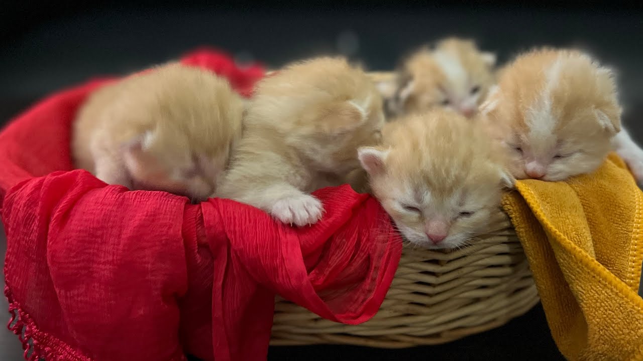 MY KITTENS - YouTube