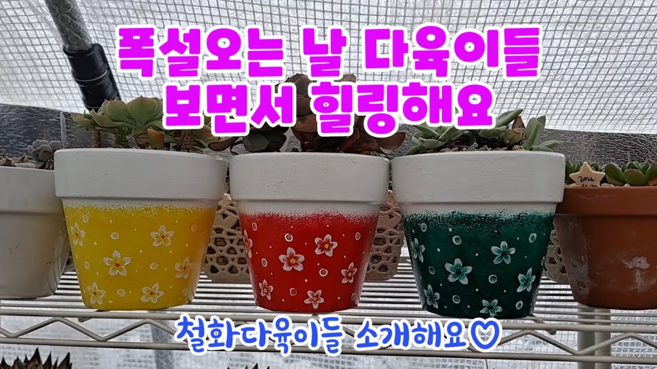 폭설오는 날 다육이들 보면서 힐링해요 분갈이한 다육이들 철화다육이들 소개해요 비닐하우스 무너지겠어요 다육이 다육이