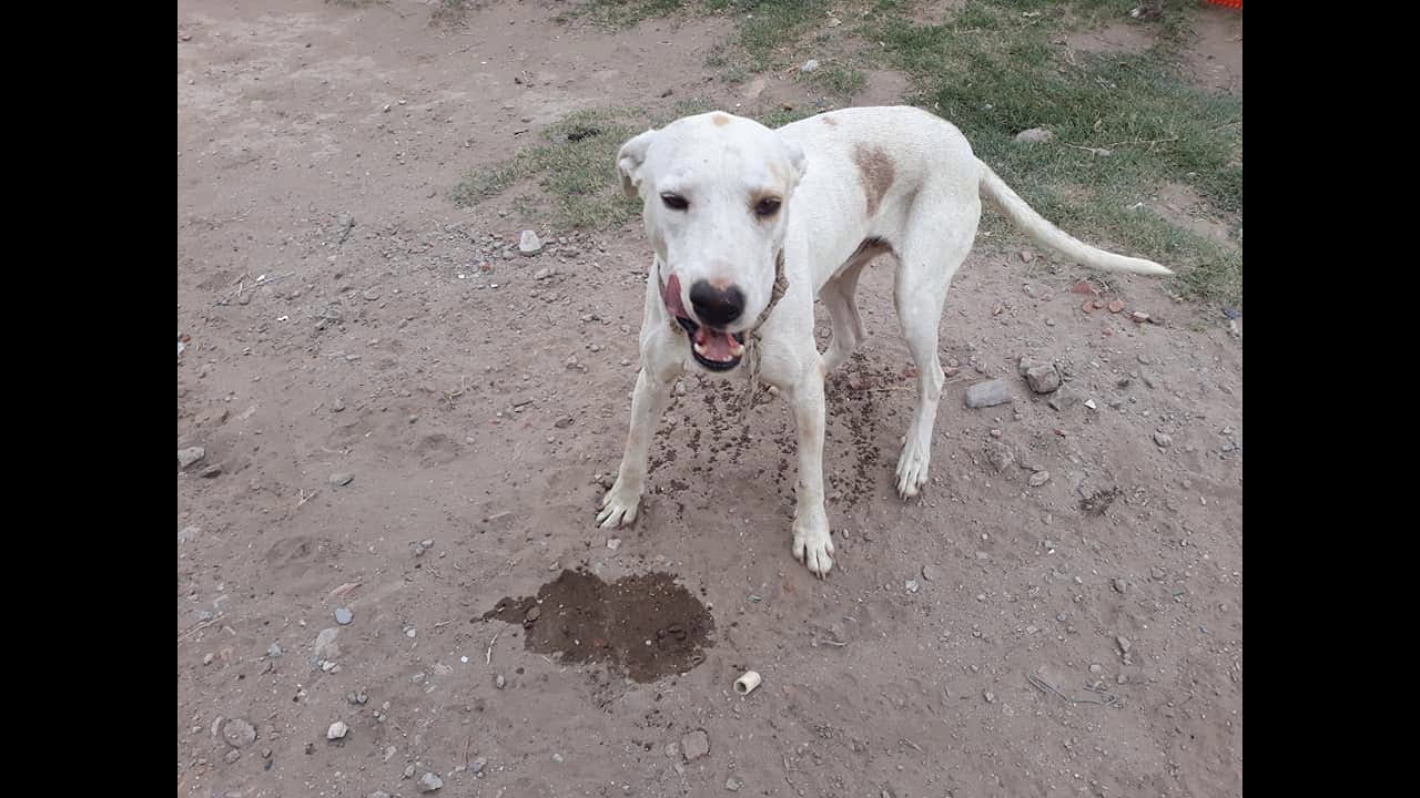 A perro y cuchillo en La Pampa - temporada 2019-2020 - YouTube