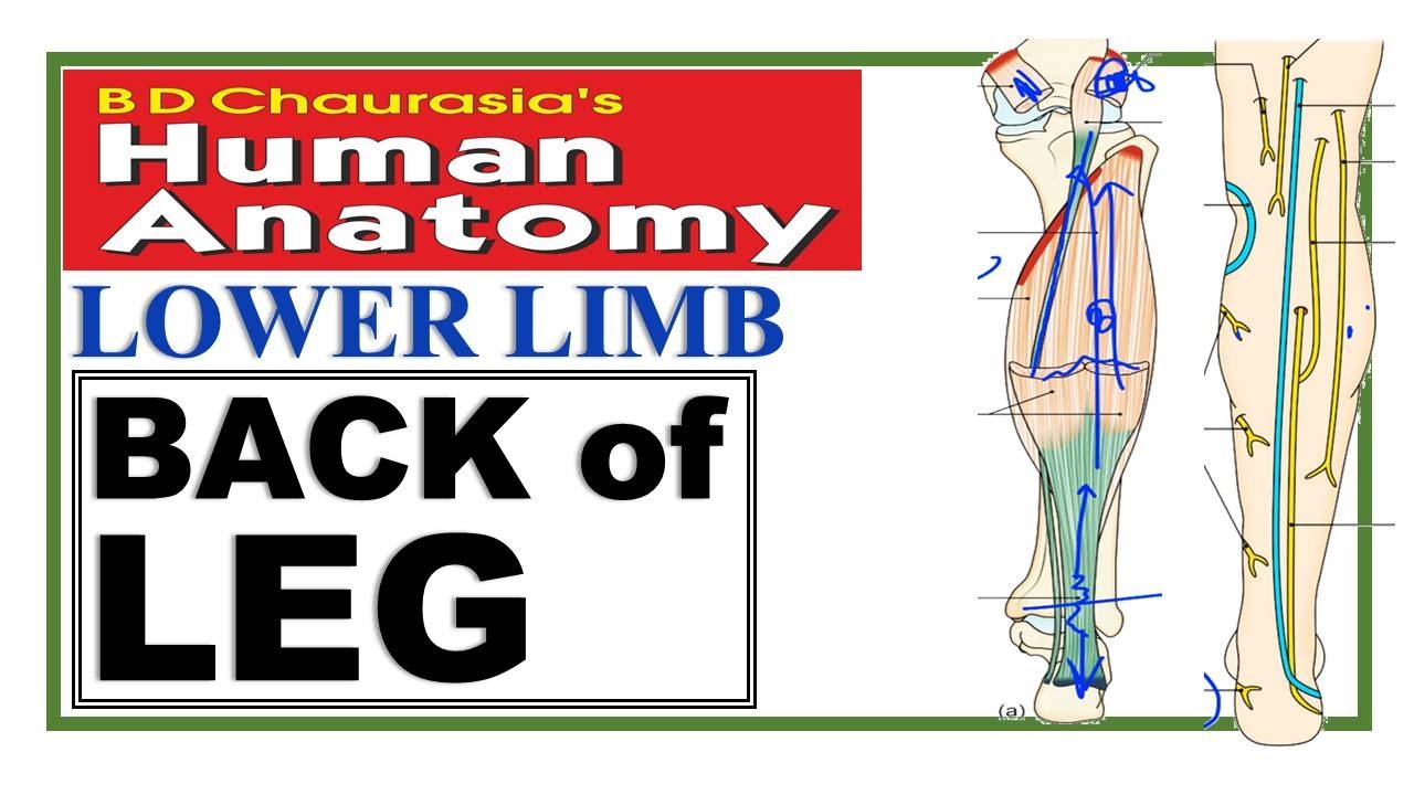 Chp9 | Back of LEG | Lower Limb | Calf Muscles | Peripheral Heart | BD ...