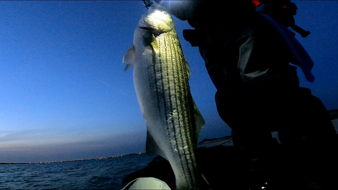 BIG STRIPED BASS - The Bluefish Blues to HUGE Striper on the Rocks ...