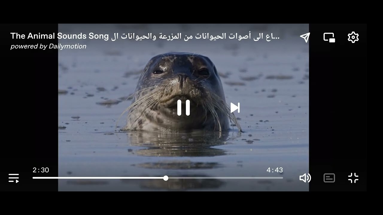 fin fan fun animal sounds the animal sounds animaton english class ...