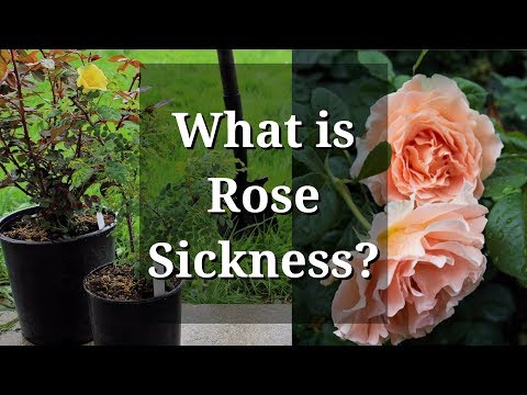 What is Rose Sickness? (Specific Replant Disease)