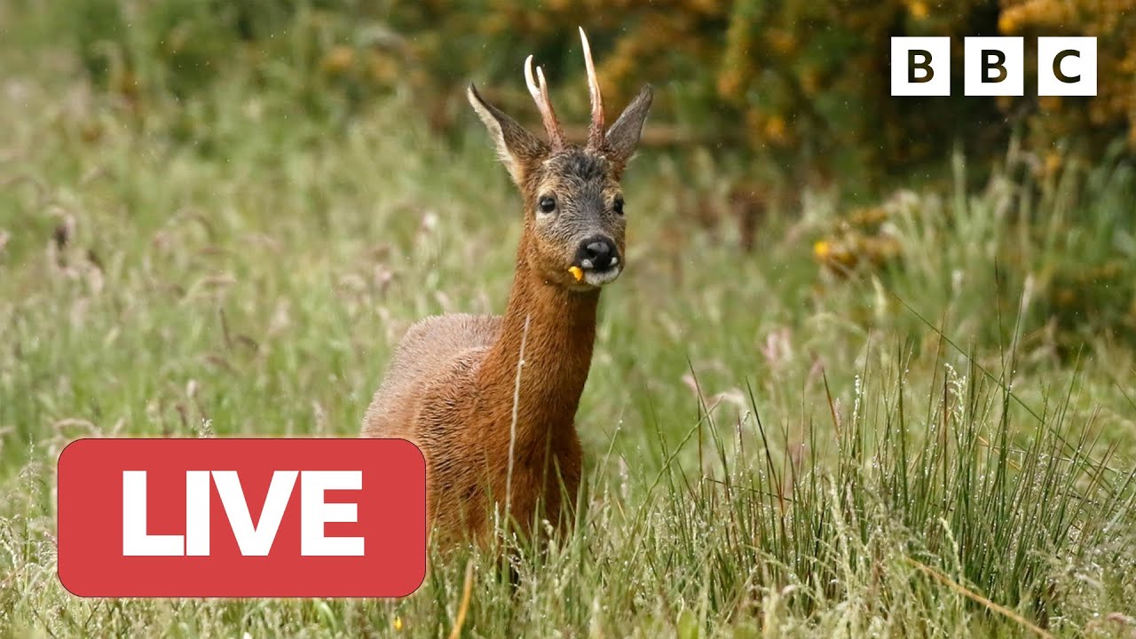 🔴 LIVE wildlife cameras 🪺 11 June 🌺 BBC Springwatch 2023 - YouTube