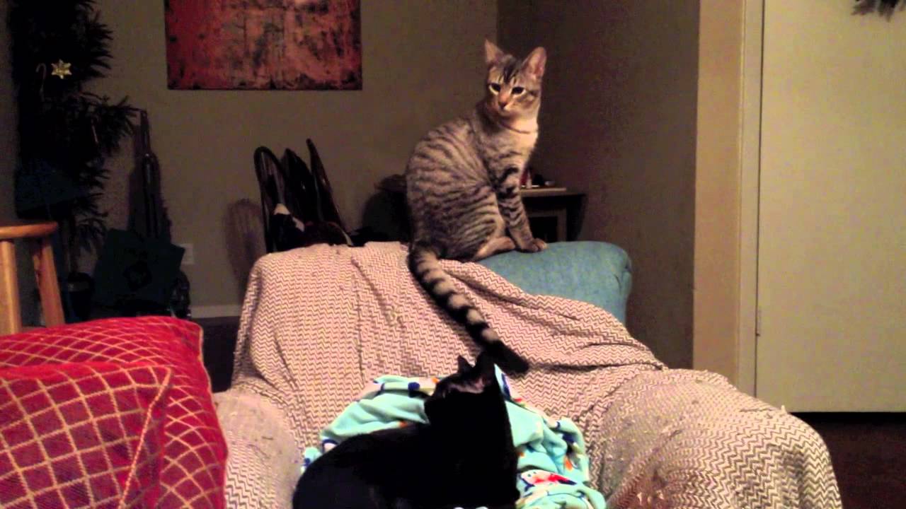 kitties react to cyriak's meow mix - YouTube