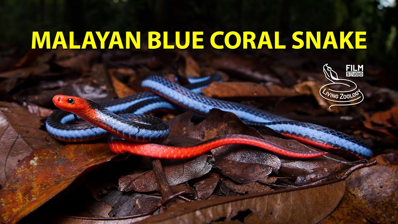 Venomous Malayan blue coral snake, snake with amazing colors (4K) - YouTube