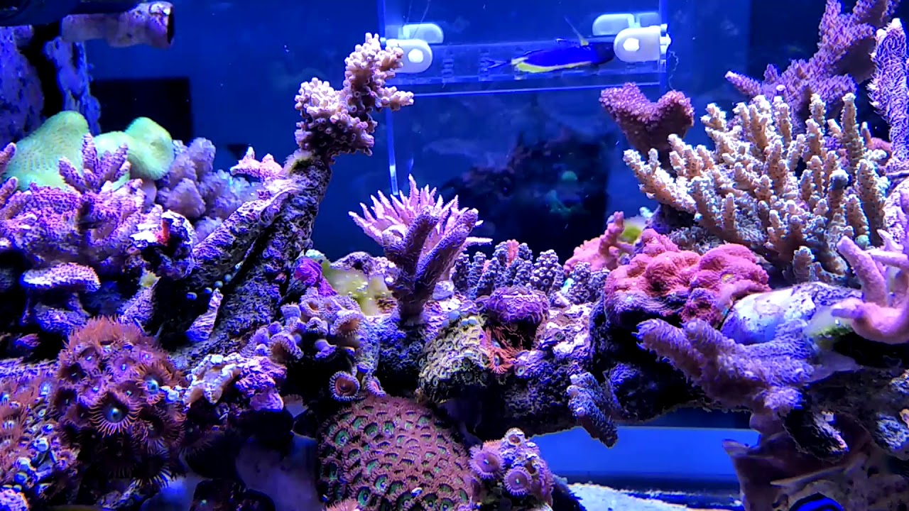 Sps & Lps Reef tank 2018-01 - YouTube