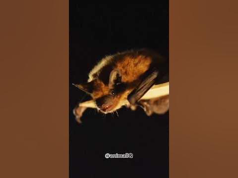 How Do Bats Use Echolocation #animals #fact - YouTube