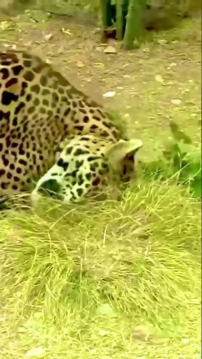 cat tries catnip for the first time #shorts - YouTube