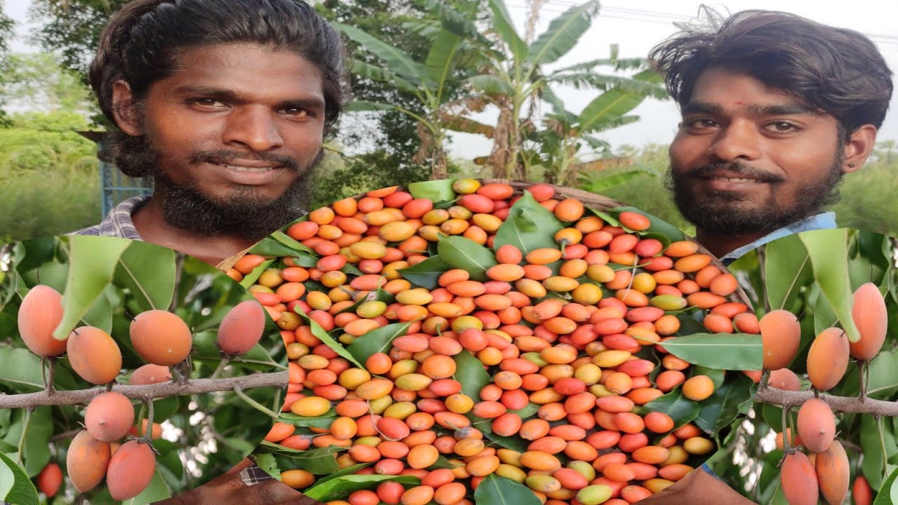 (மகுடம் பழம் )| Fruit Peking and Eating| மகுடம் பழம் | fruit in my ...