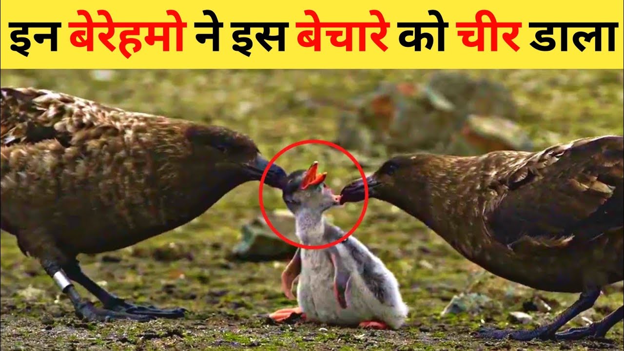 पक्षियों के खौफनाक हमले | Deadliest Birds Attacks On Other Birds | Deadliest Birds Attacks On ...