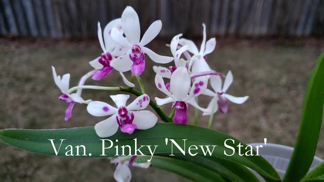 兰花，香味浓郁的迷你万代兰 Vanda Pinky 'New Star' - YouTube