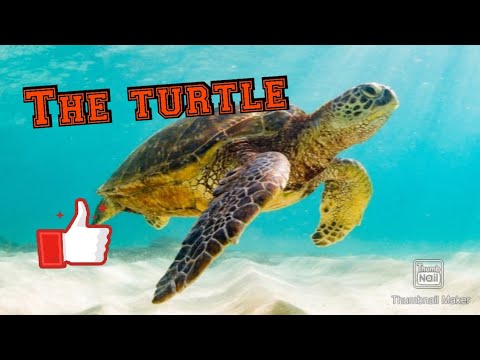 Day 2 ahungalla sea turtle - YouTube