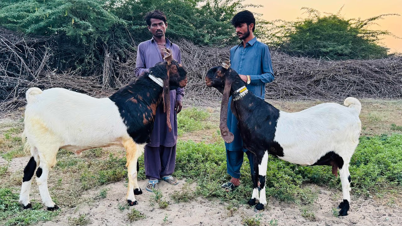 Pure Pateri Goat Breed | Complete Documentary - YouTube