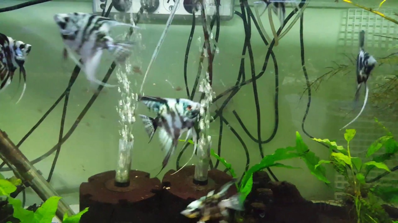 Blue Marble Angelfish Juveniles - YouTube