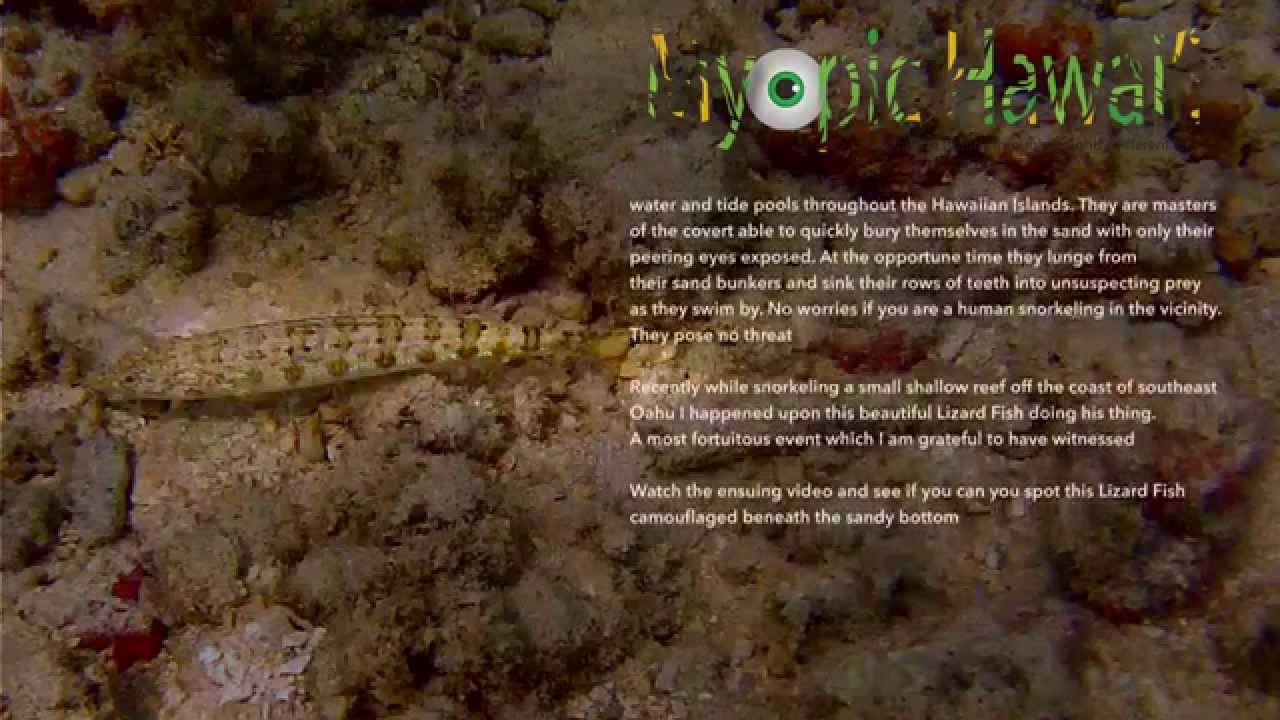 Hawaiian Lizard Fish Goes Undercover - YouTube