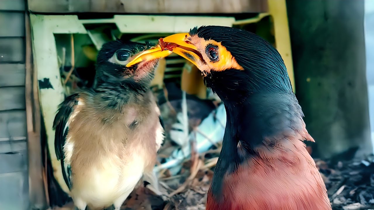 Myna forcing baby to eat food but baby not showing interest! - YouTube