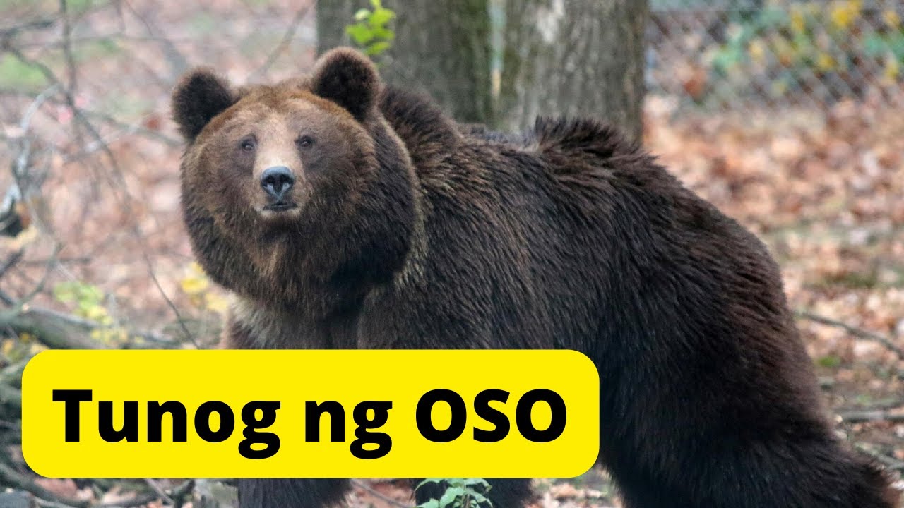 Tunog ng OSO | Sound of BEAR - YouTube